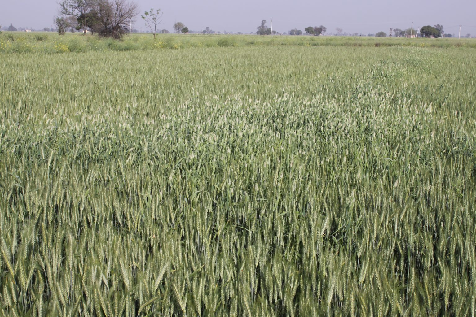 India transforms wheat for the world – CIMMYT
