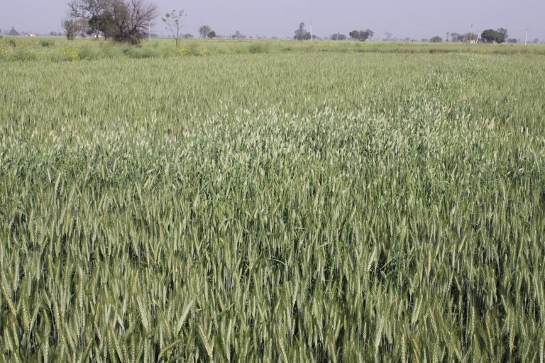 India transforms wheat for the world – CIMMYT