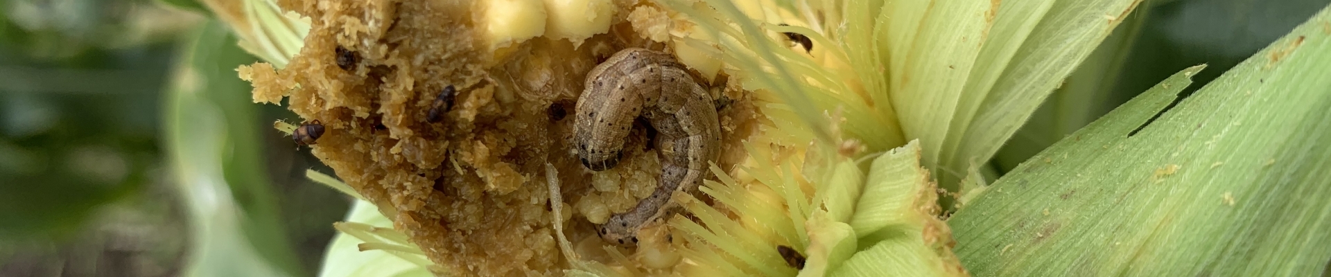 Fall armyworm research, development and extension for horticulture – CIMMYT