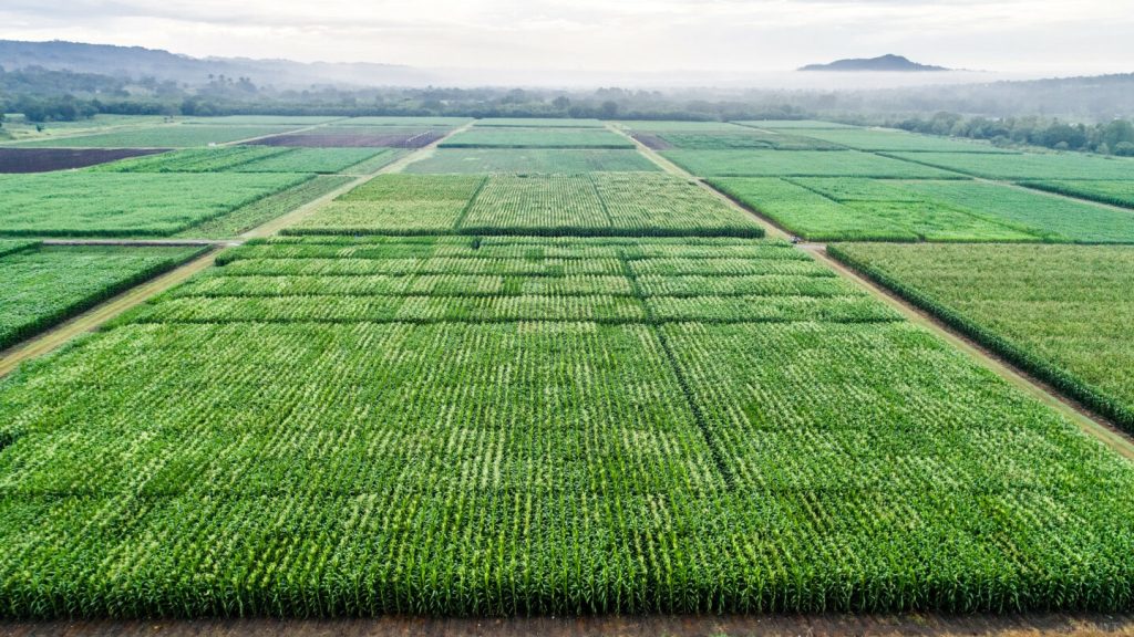 CGIAR Initiative: Accelerated Breeding – CIMMYT