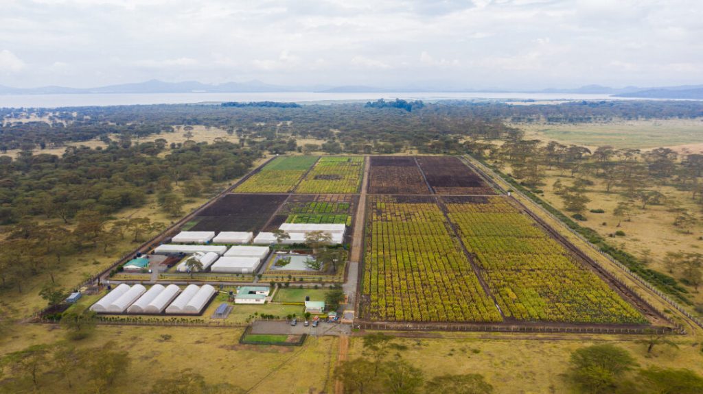 Kenya Agricultural & Livestock Research Organization (KALRO) – CIMMYT