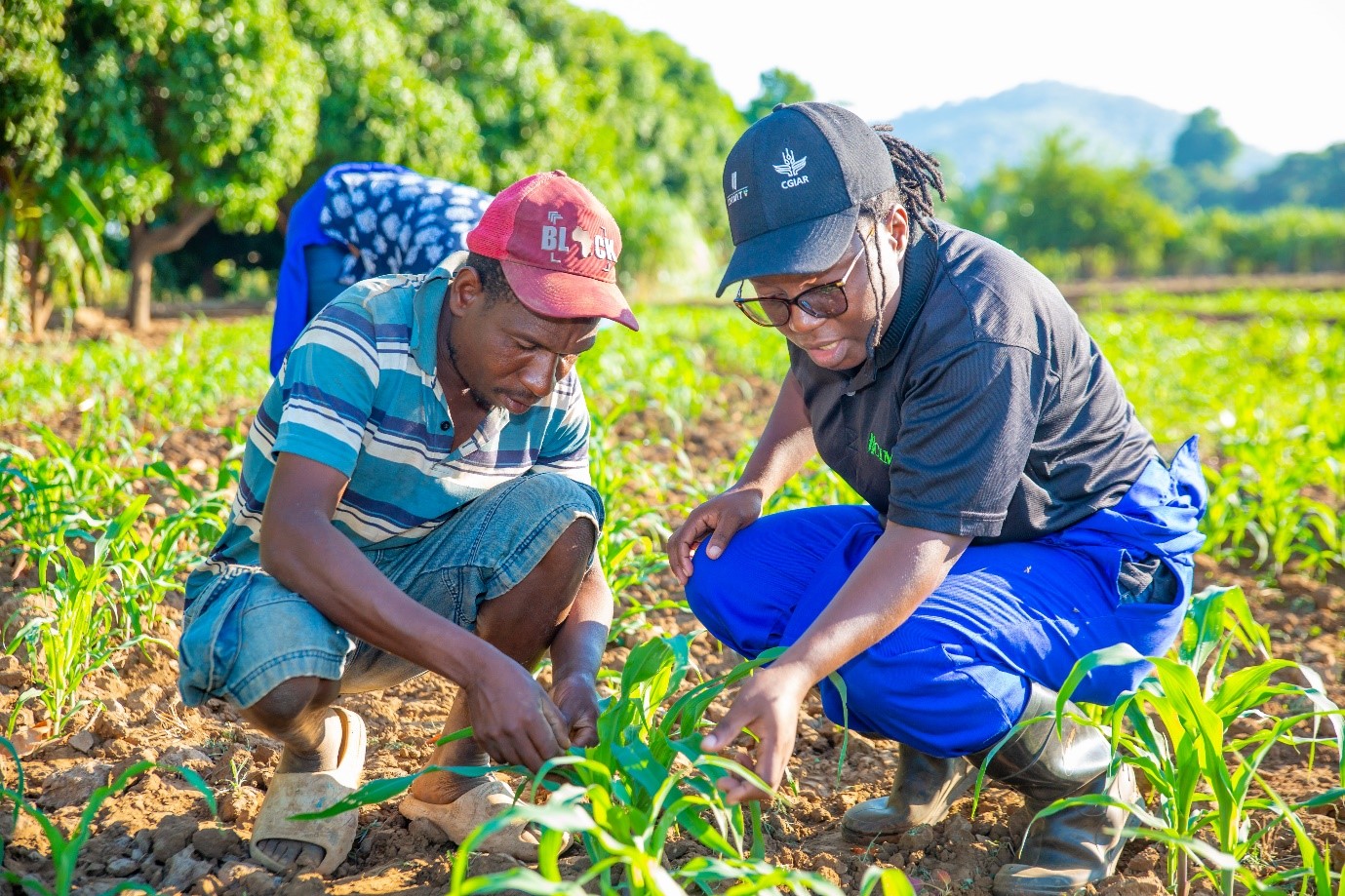 Tackling fall armyworm with sustainable control practices – CIMMYT