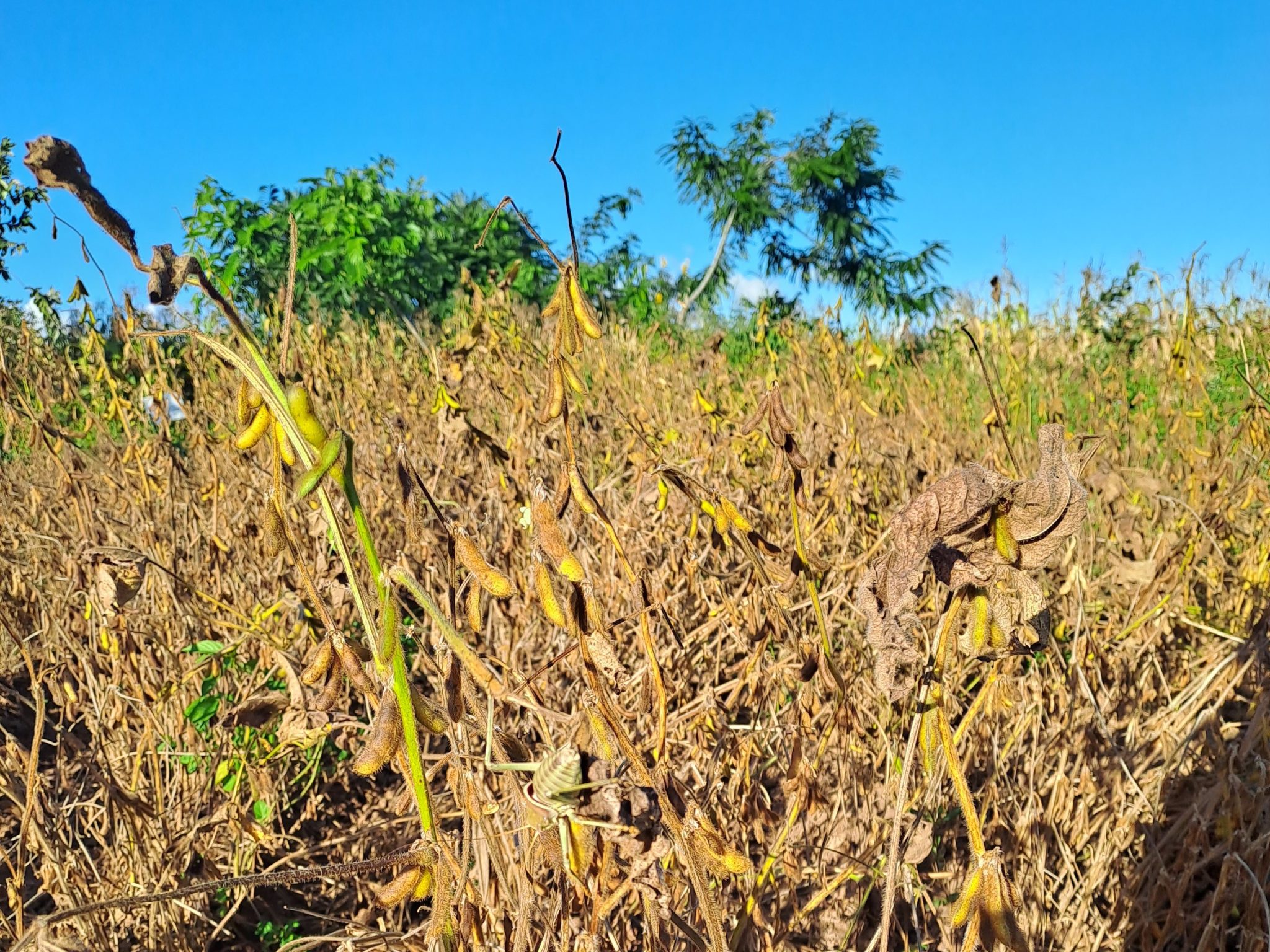 Soybean rust threatens soybean production in Malawi and Zambia – CIMMYT