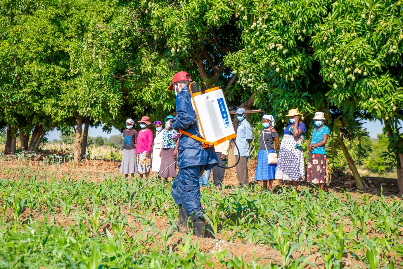 Tackling fall armyworm with sustainable control practices – CIMMYT