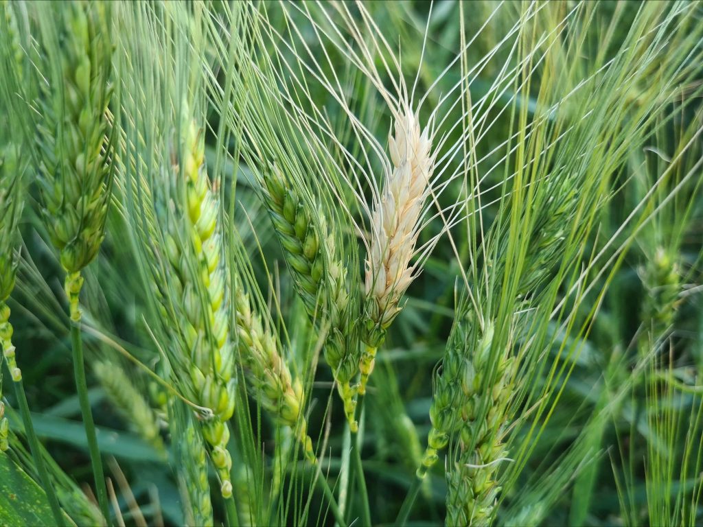 Wheat blast spread globally under climate change modeled for the first ...