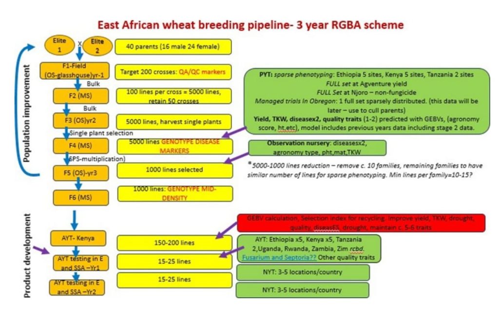 East African wheat breeding pipeline and E&SSA network – CIMMYT