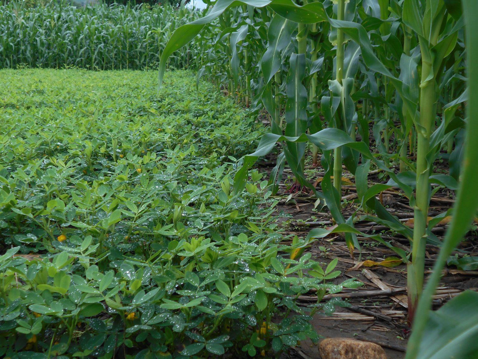 Climate change science – CIMMYT