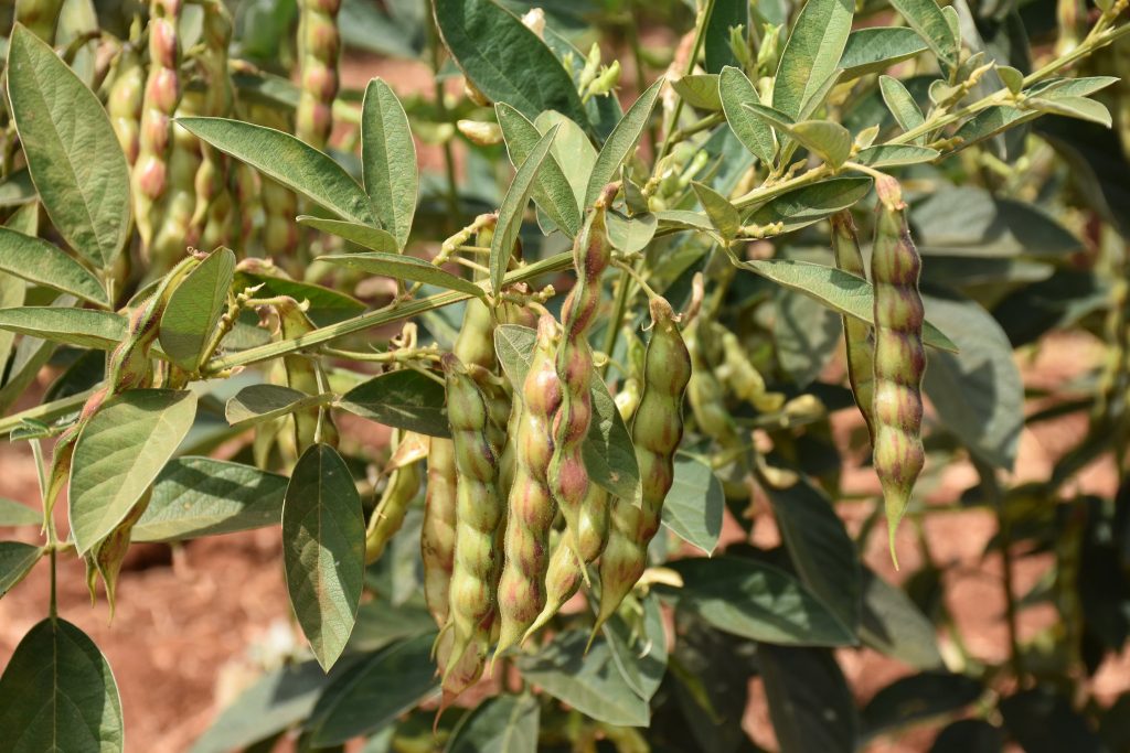 Dryland crops – CIMMYT