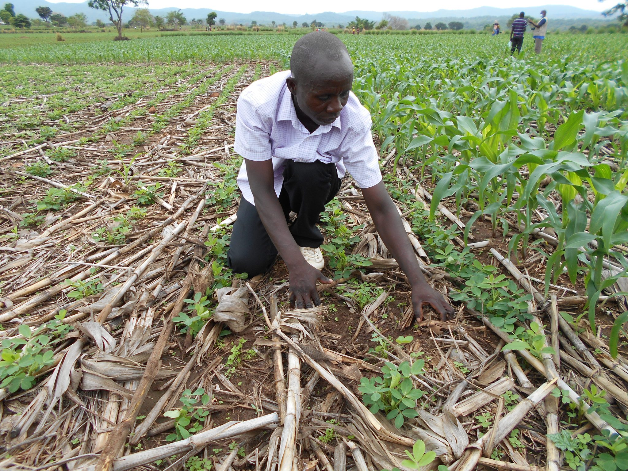 Sustaining Conservation Agriculture initiatives: lessons from Malawi ...