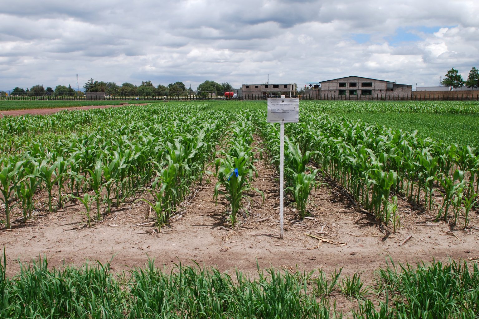 Maize – CIMMYT Maize – CIMMYT