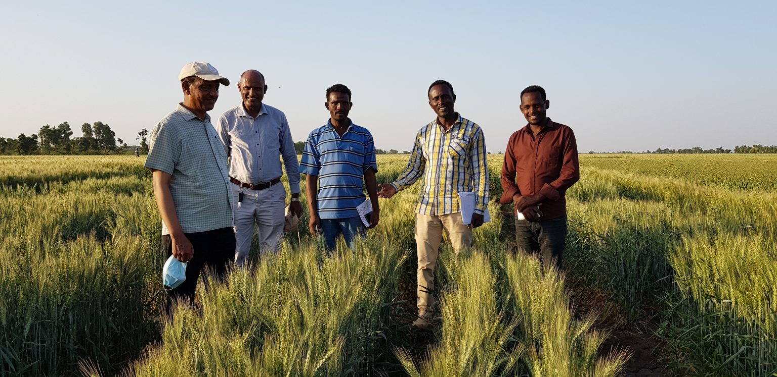 Durum wheat breeding – CIMMYT