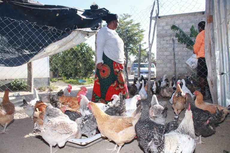 Rekindling and revitalizing chicken farming in Zambia – CIMMYT