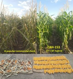 Heat tolerant maize: a solution for climate change-induced 360 water deficits – CIMMYT