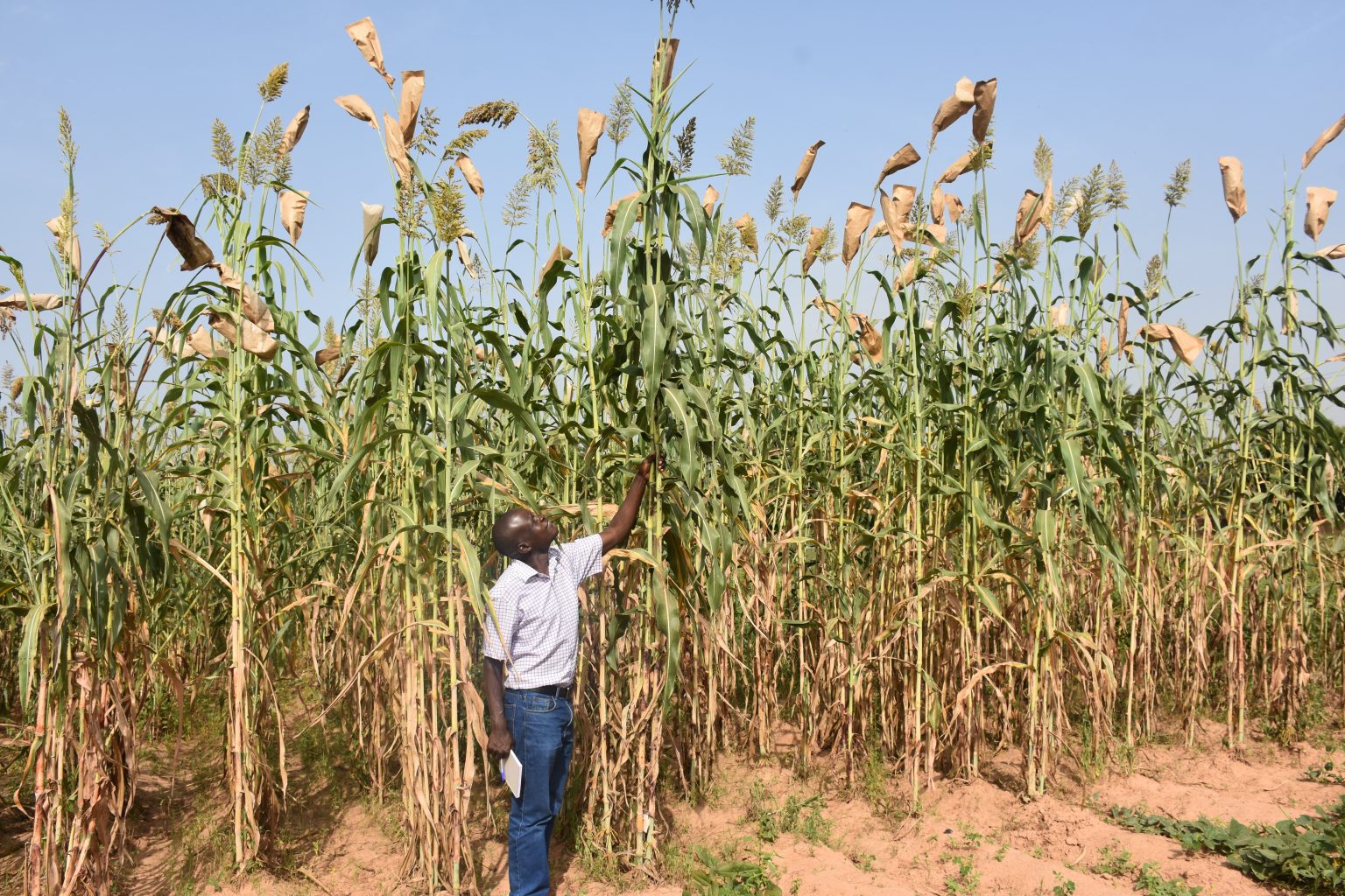 G7 summit highlights importance of sustainable food systems – CIMMYT