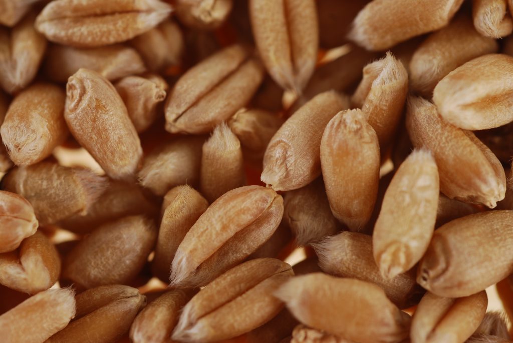 Mexico’s Secretariat of Agriculture and Rural Development (SADER) – CIMMYT