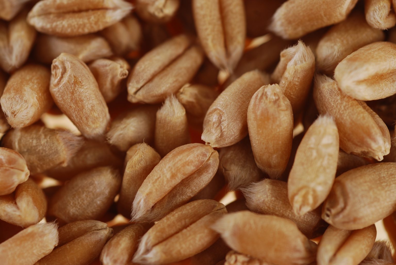 Mexico’s Secretariat of Agriculture and Rural Development (SADER) – CIMMYT