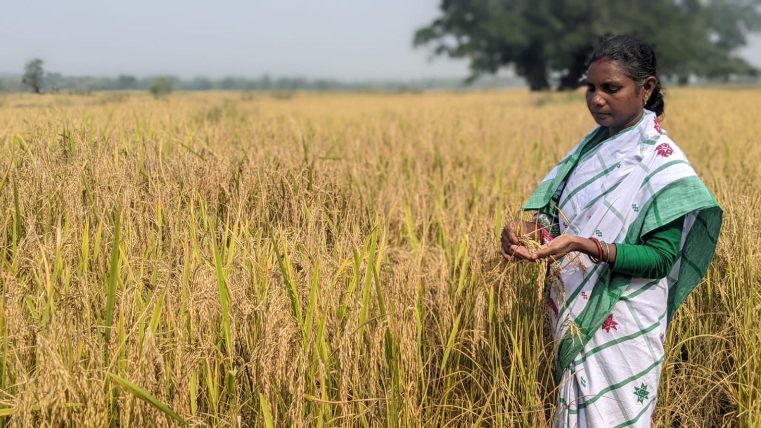 Malho Marndi finds way forward with Direct Seeded Rice (DSR) Technology – CIMMYT