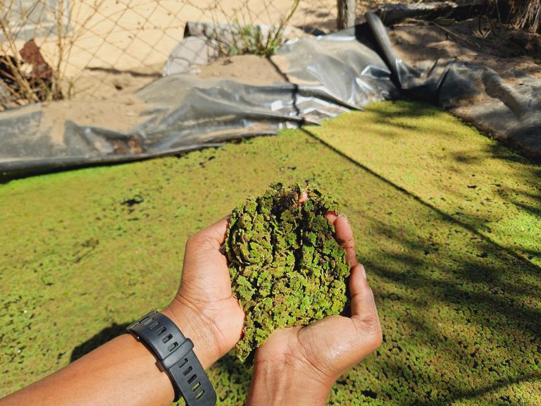 Exploring Azolla Farming as a Sustainable Feed Source for Poultry in ...