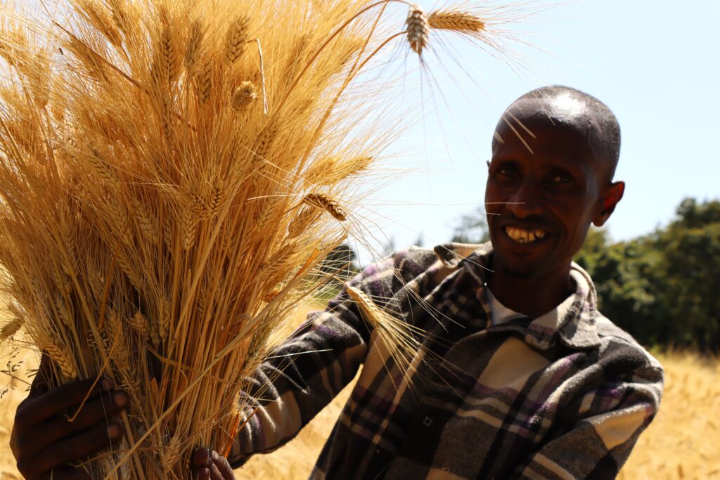 CIMMYT drives wheat production systems and enhances livelihoods in Ethiopia’s Lowlands through ...