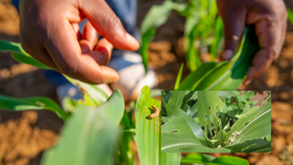 When the worm won’t wait: Battling Fall Armyworm with science, seeds and farmer-led solutions ...