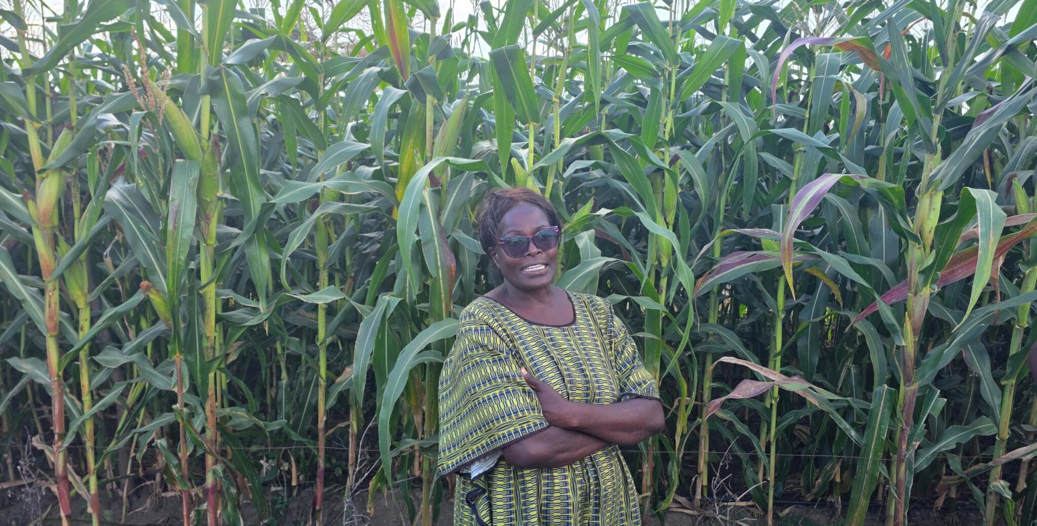 When the worm won’t wait: Battling Fall Armyworm with science, seeds ...