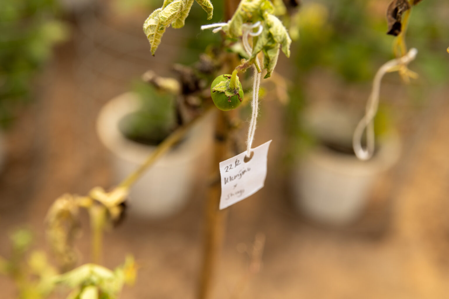 Kenya Agricultural & Livestock Research Organization (KALRO) – CIMMYT