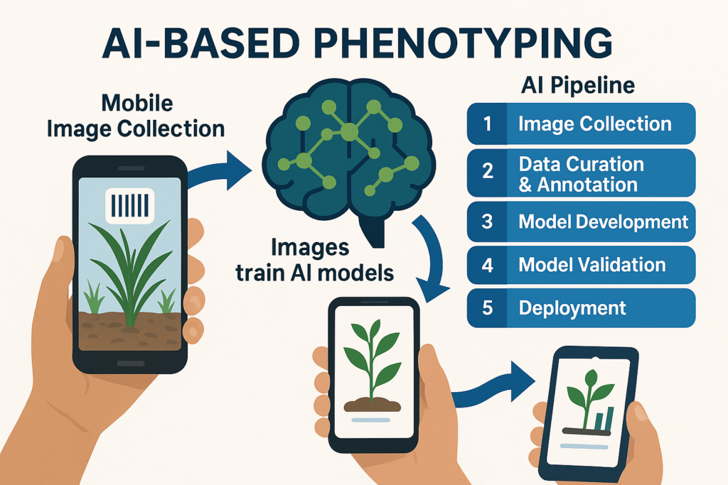 Driving a New Era in Breeding: AI-Powered Phenotyping at CIMMYT – CIMMYT