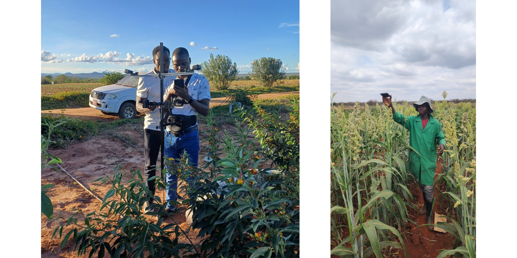 Driving a New Era in Breeding: AI-Powered Phenotyping at CIMMYT – CIMMYT