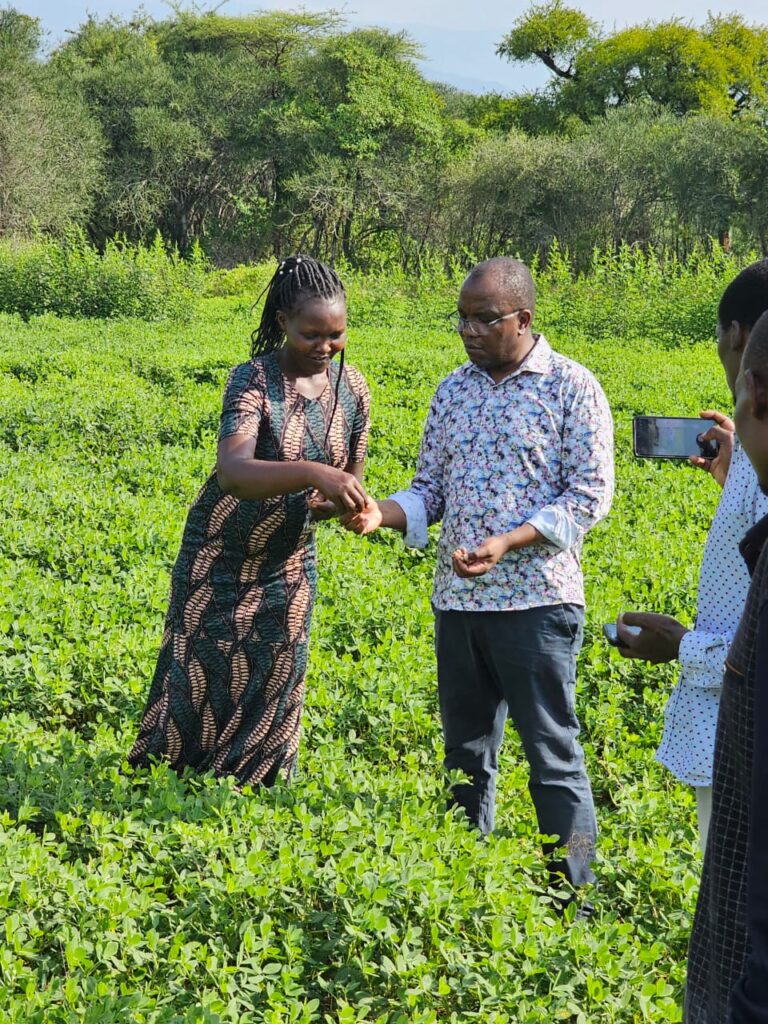 CIMMYT Africa – CIMMYT