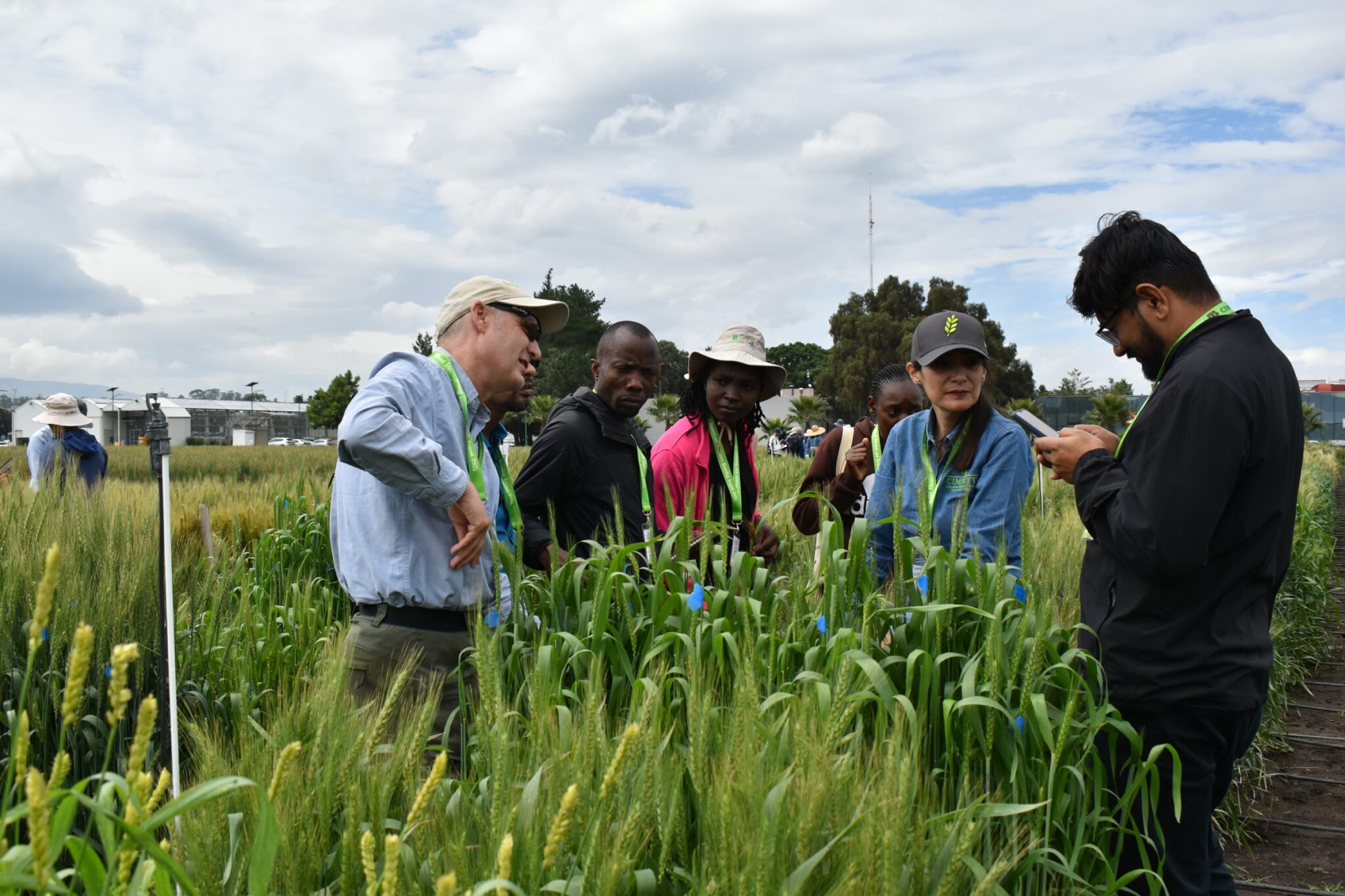 International Training on Wheat Diseases and Resistance Breeding Empowers Global Efforts for ...