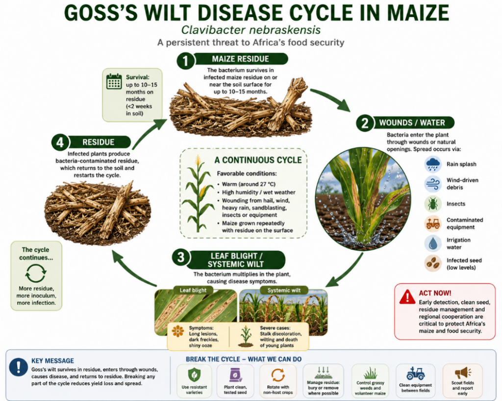 Africa on Alert: Deadly Maize Disease Detected- Experts warn of ...