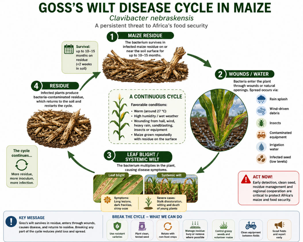 Africa on Alert: Deadly Maize Disease Detected- Experts warn of ...