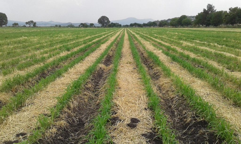 Nuevos aprendizajes para cultivar cebada – CIMMYT