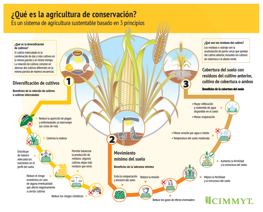 ¿qué Es La Agricultura De Conservación Cimmyt