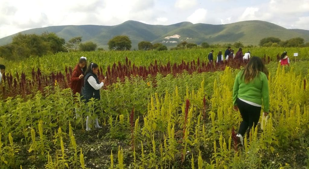 Centro de Bachillerato Tecnológico Agropecuario (CBTA) de México – CIMMYT