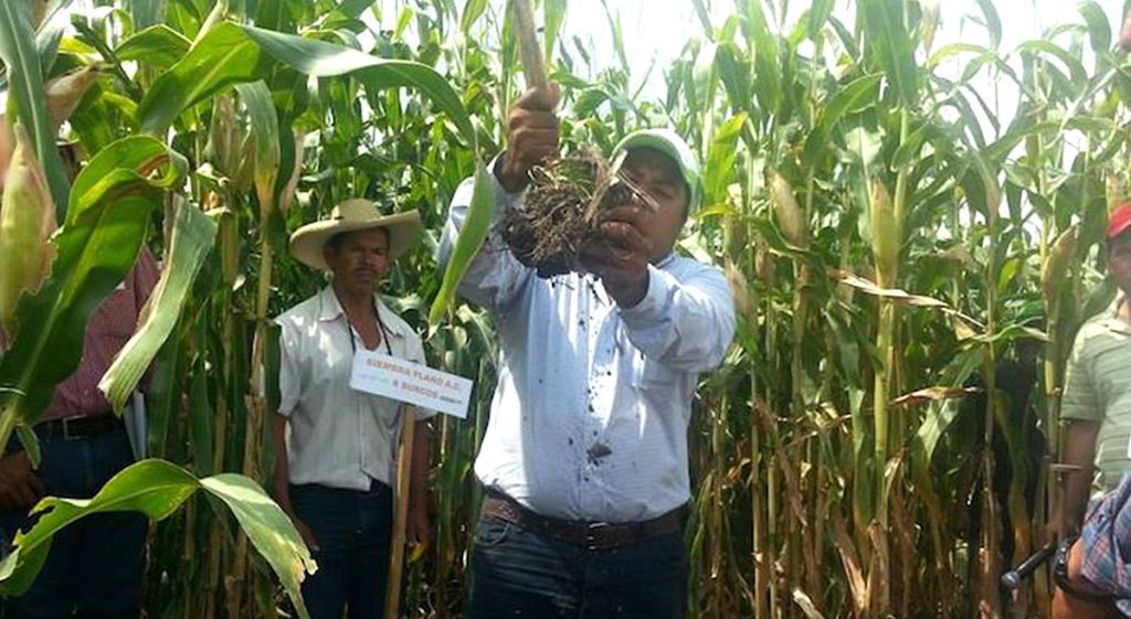 La Comarca Lagunera Y Su Plataforma De Investigación Agrícola Cimmyt