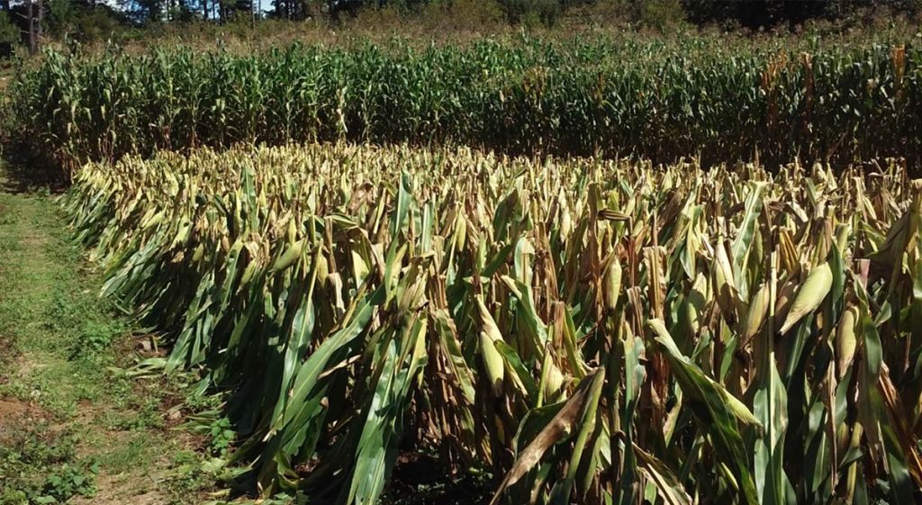 La dobla, una práctica milenaria que está potenciando la disponibilidad ...