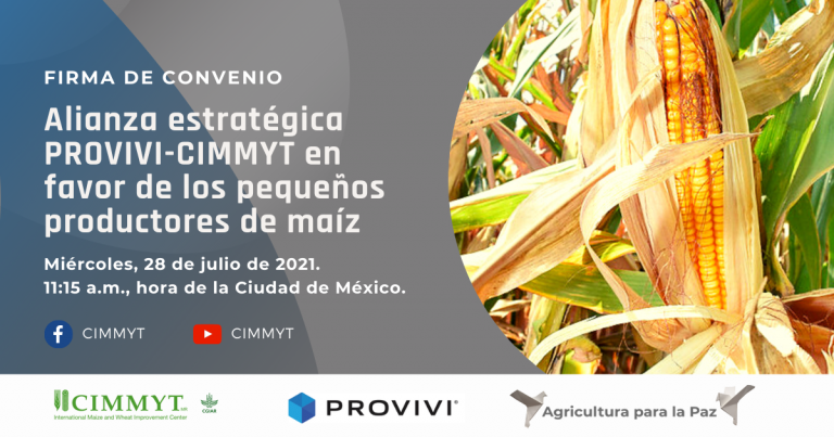 CIMMYT