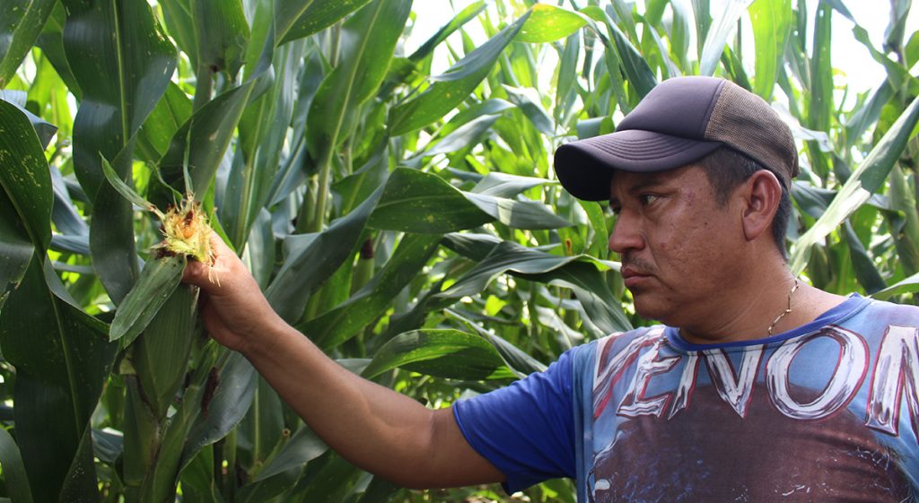 Cómo engañar al gusano cogollero – CIMMYT