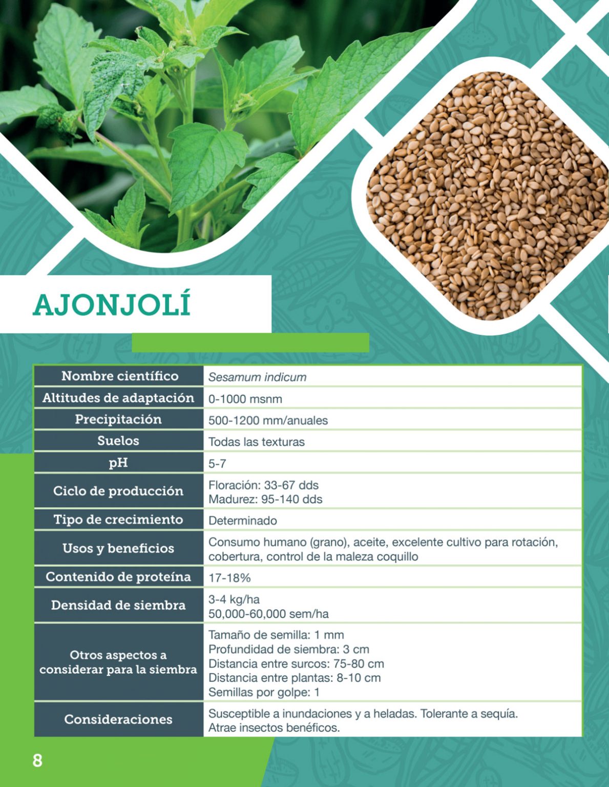Ajonjolí De Todos Los Moles Cimmyt