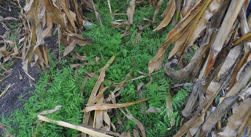 Ebo, buena alternativa para rotaciones con maíz – CIMMYT