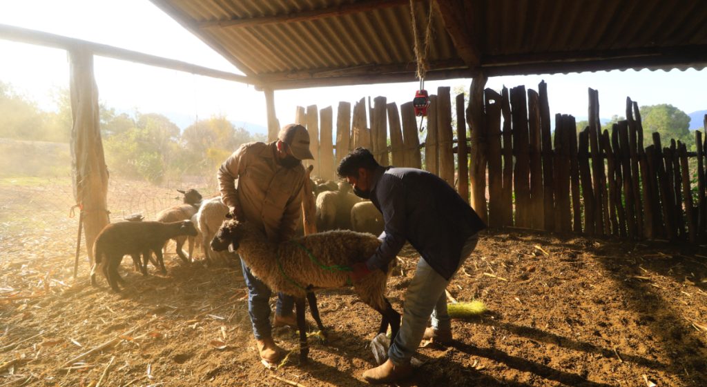 Agricultura y ganadería, binomio sustentable en la Mixteca de Oaxaca ...