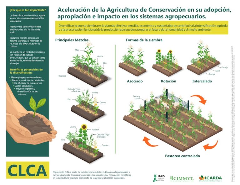 Mezclas y formas de siembra para diversificar cultivos – CIMMYT