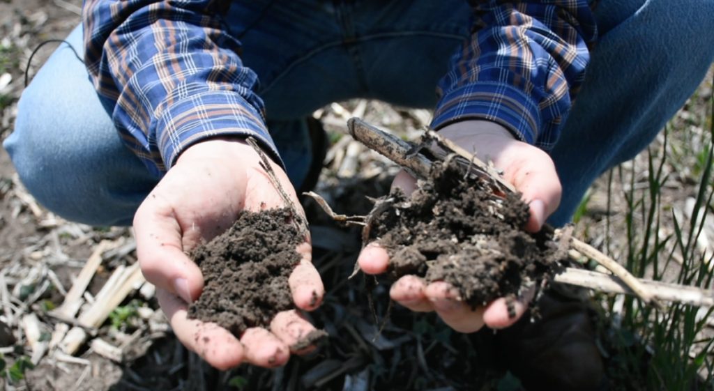 El rastrojo hace la diferencia – CIMMYT