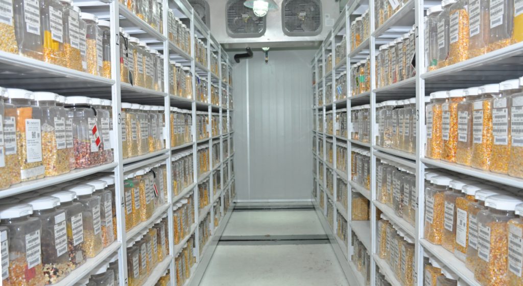 La colección de maíz más importante del mundo cumple 80 años – CIMMYT