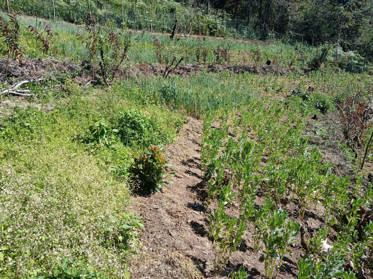 Milpa, frutales y cultivos diversificados en las zonas de ladera de ...