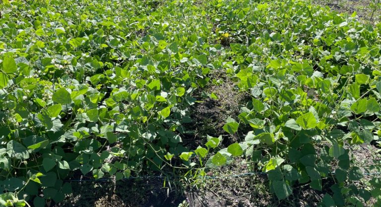 Cultivos Alternativos Para Mejorar La Fertilidad De Los Suelos Cimmyt