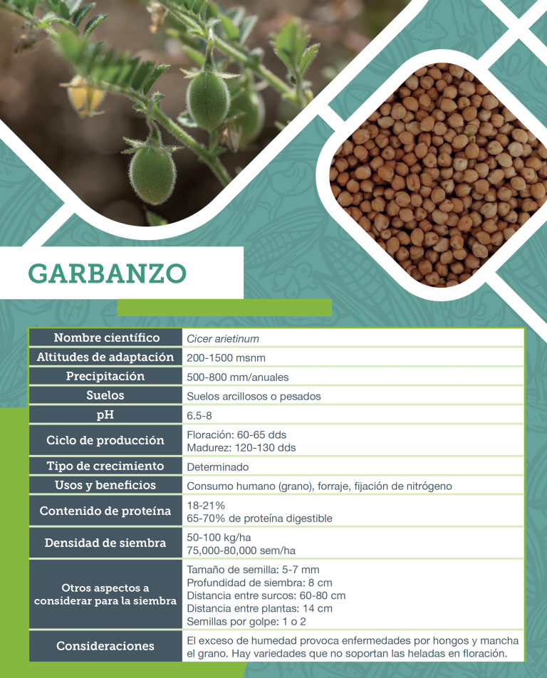 Garbanzo, características y beneficios – CIMMYT