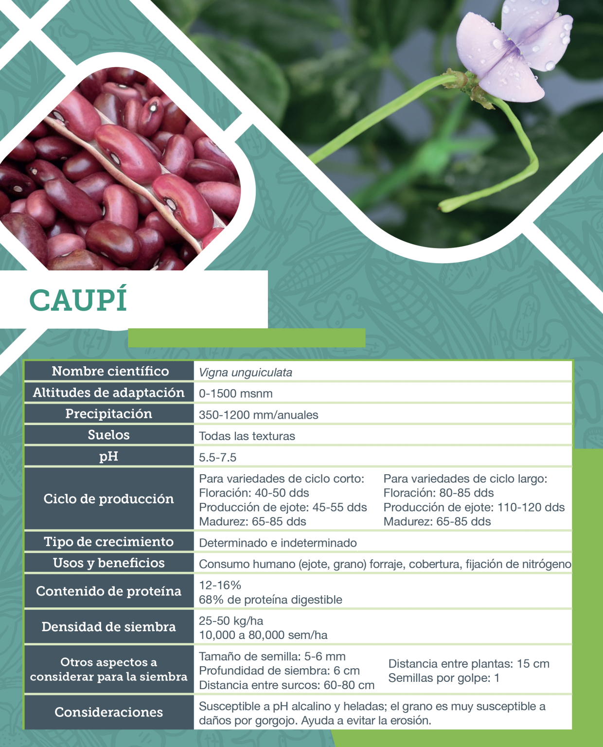 Cultivo de caupí: diversificación para la resiliencia agrícola – CIMMYT