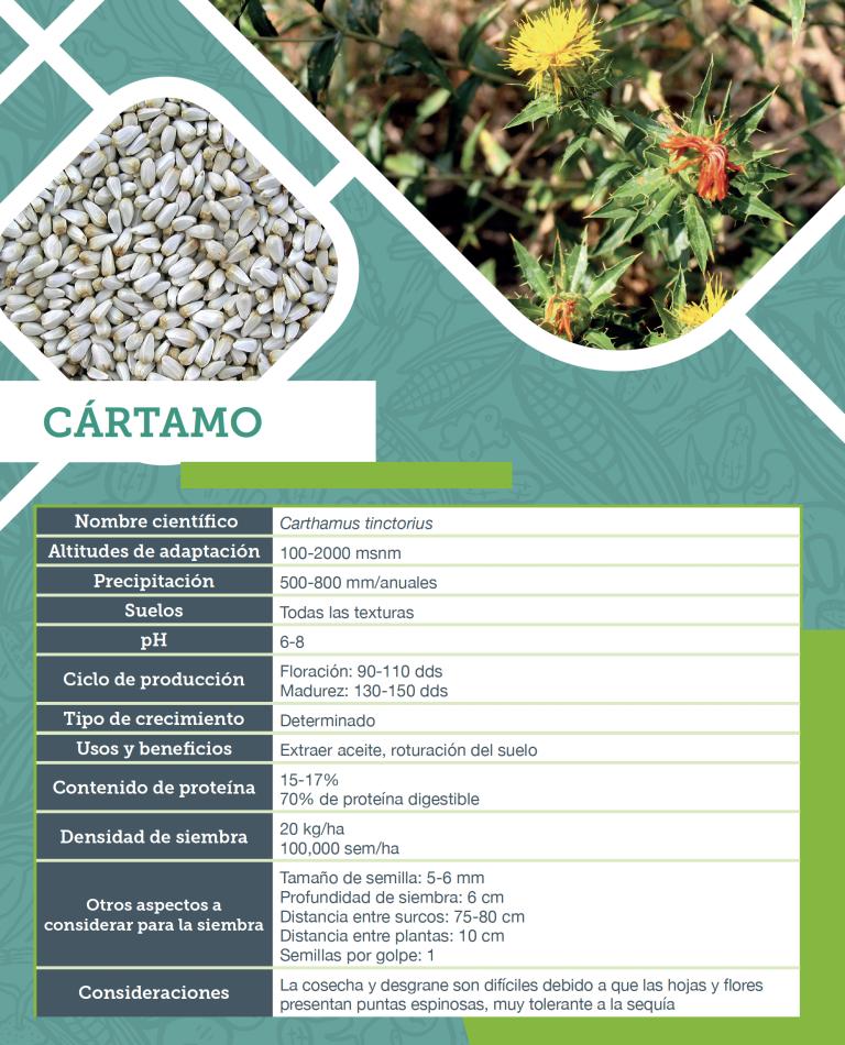 Cártamo: un impulso sostenible para la agricultura mexicana – CIMMYT